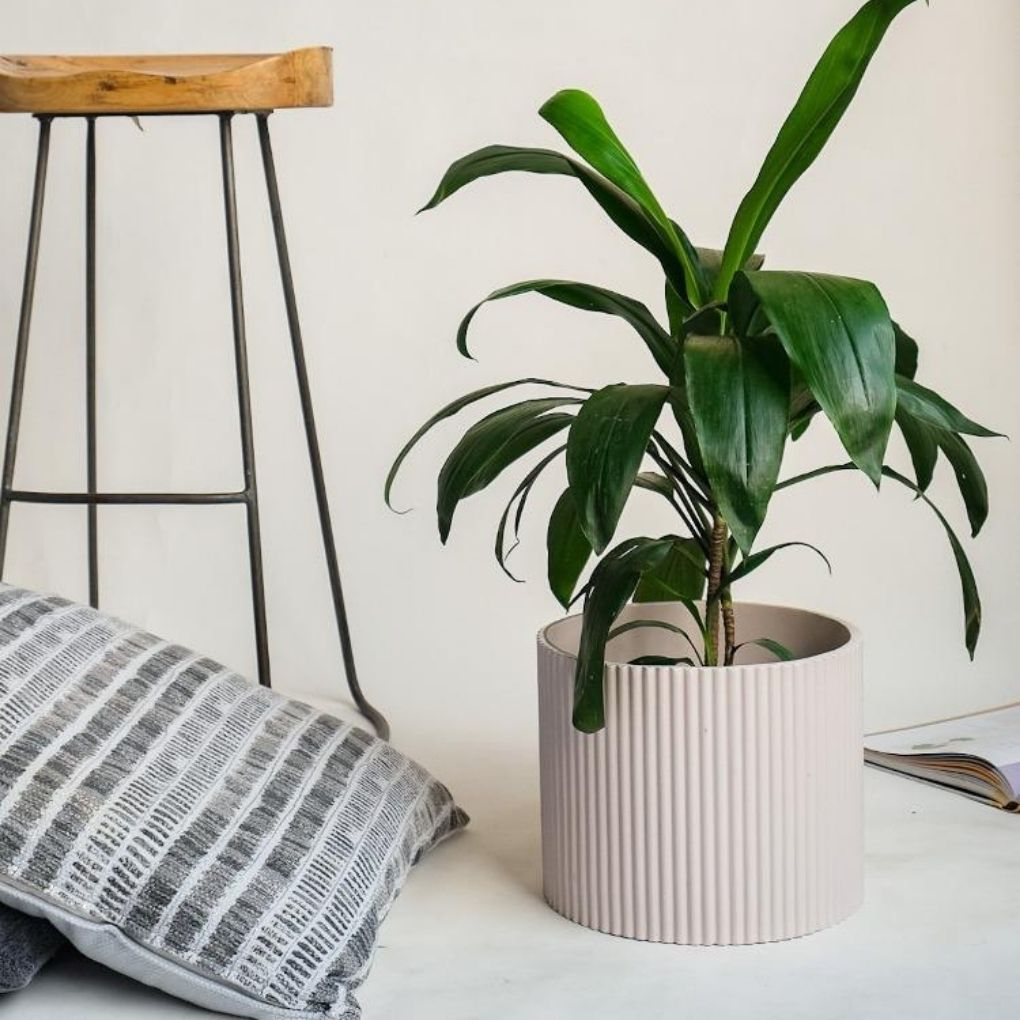 Buy Medium Midori Planter Online In India | Popyuli